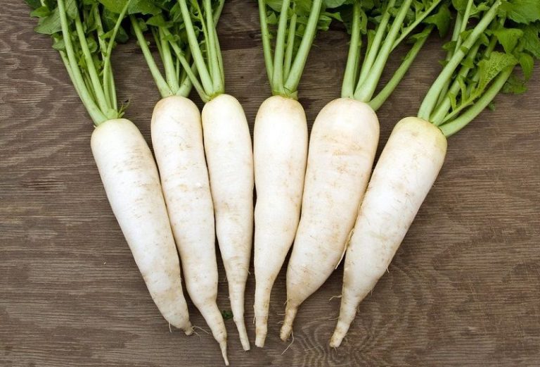 Pernah mendengar istilah lobak hidroponik? Nampaknya kamu harus coba ...